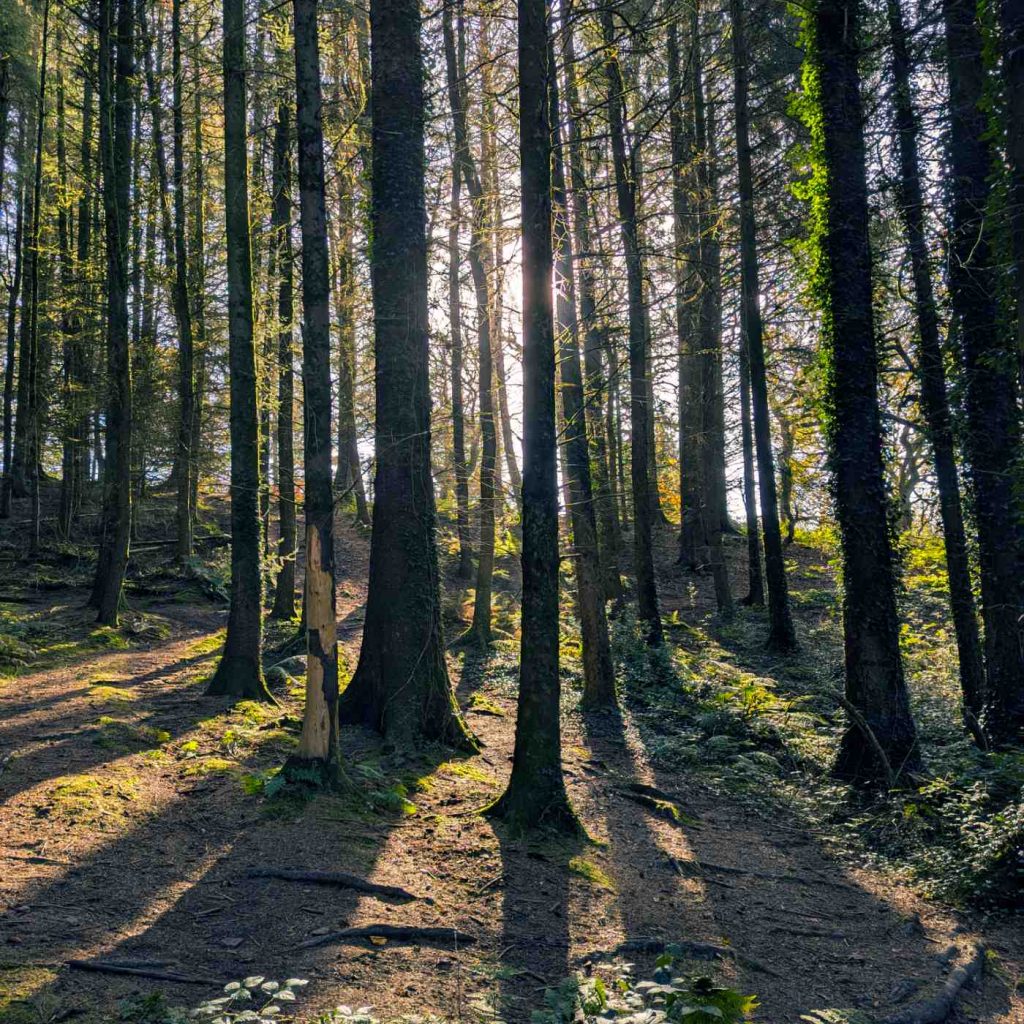 13 November 2024 – Cardiff Trails